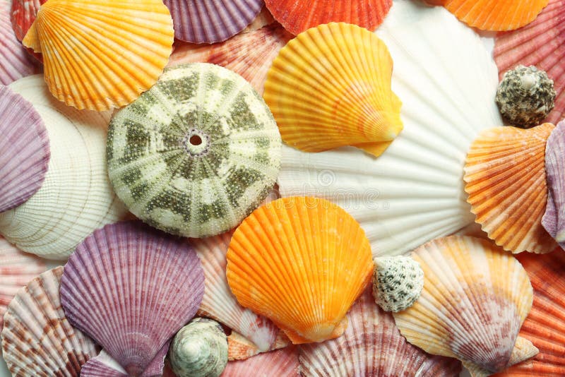 Top View of Beautiful Different Seashells As Background Stock Photo ...