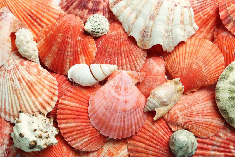 Top View of Beautiful Different Seashells As Background Stock Image ...