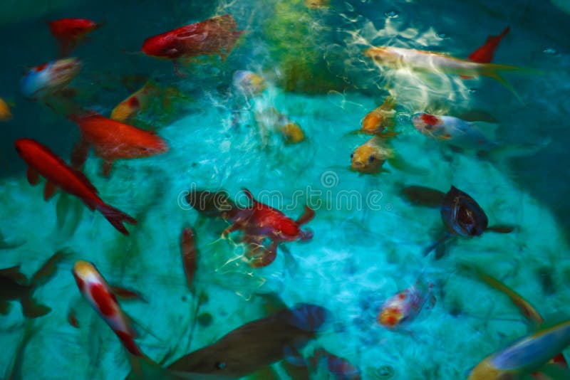 Top View of the Beautiful Fish in the Water Stock Image - Image of ...