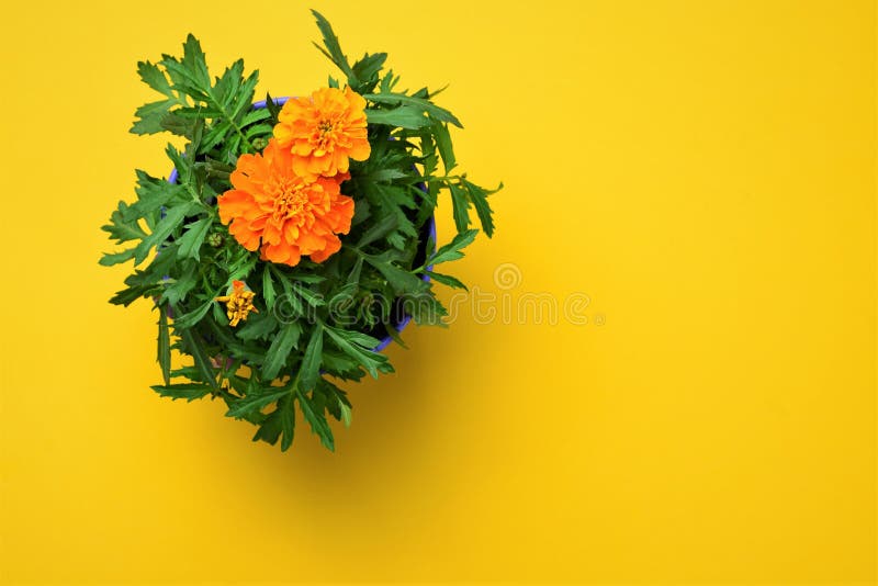 Top View of a Beautiful Flower Stock Photo - Image of leaf, fresh ...