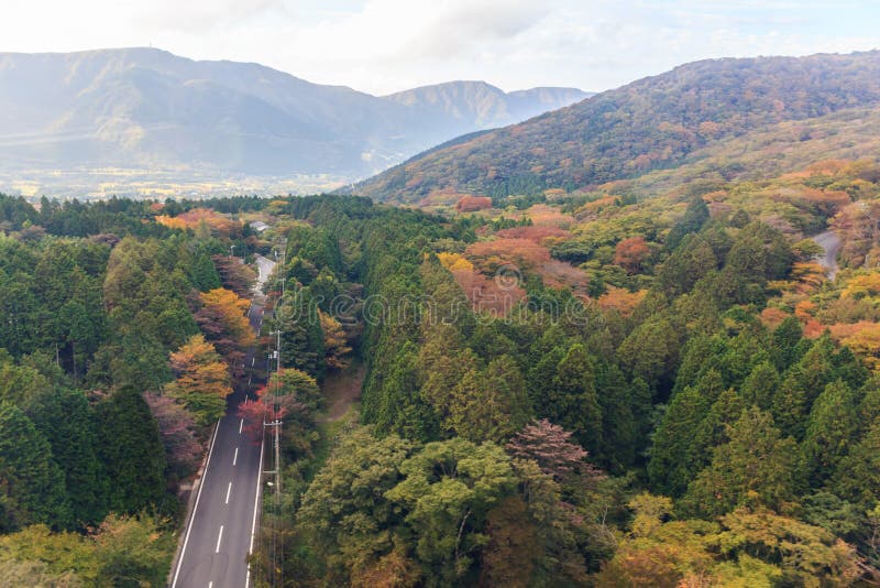 Top View of Beautiful Forest of Autumn Leaves. Stock Photo - Image of ...