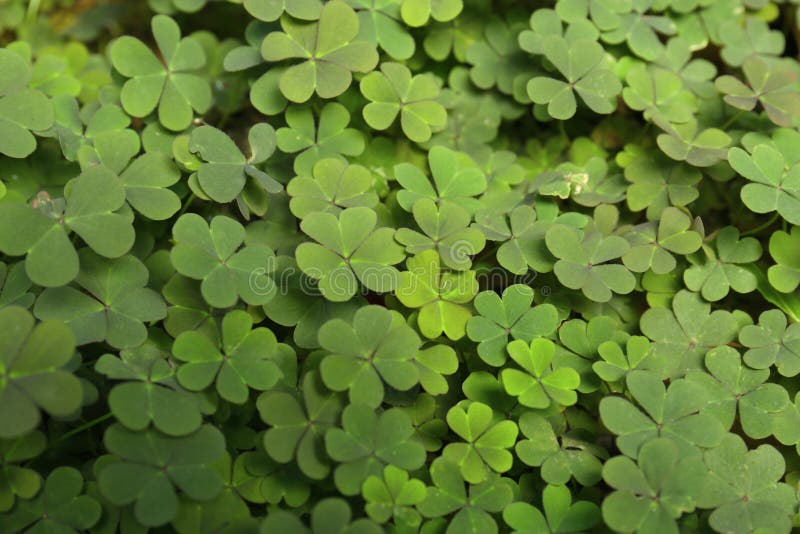Top View of Beautiful Green Clover Leaves Stock Image - Image of hope ...