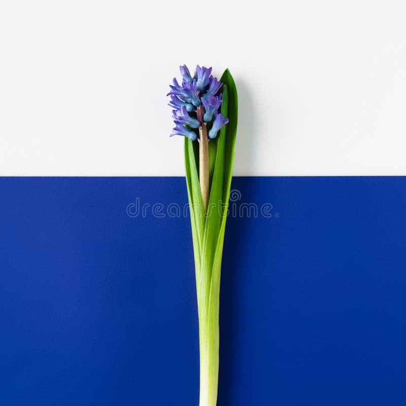 Top View of Beautiful Hyacinth Flowers on Halved Blue Stock Image ...
