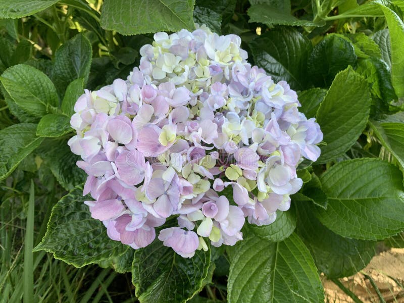 Top View of Beautiful Hydrangea Serrata Flowers Blooming in the Garden ...