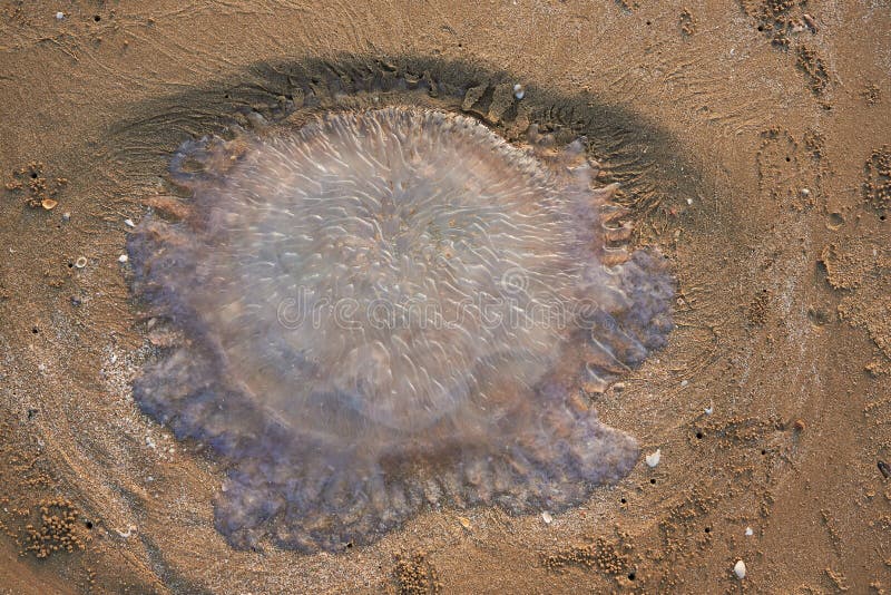 Top View of Beautiful Jellyfish on the Beach Stock Image - Image of ...