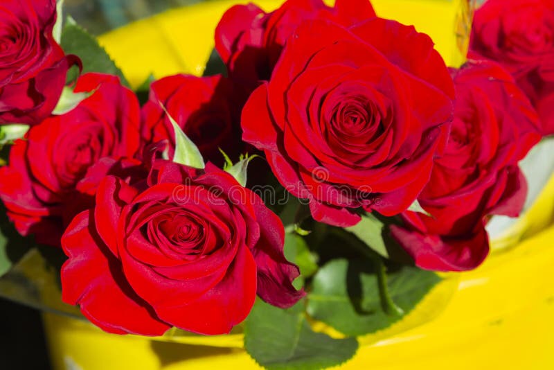 Top View of Beautiful Passion Red Roses Stock Image - Image of ...