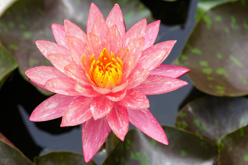 Top View of Beautiful Pink Lotus Stock Photo - Image of close ...