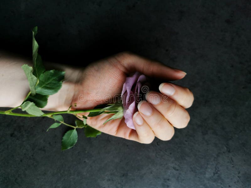 Top View of a Beautiful Purple Flower in the Hand on a Blurred ...