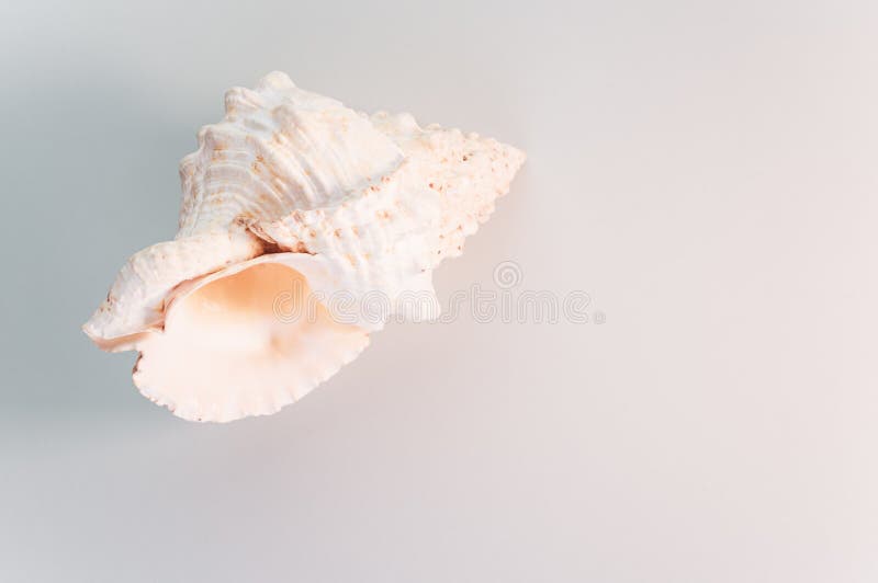 Top View of a Beautiful Seashell on a White Surface Stock Image - Image ...