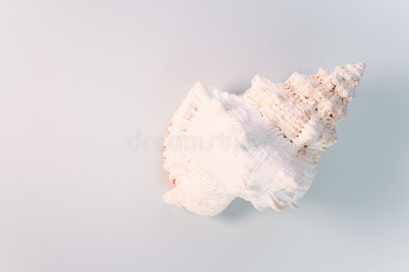Top View of a Beautiful Seashell on a White Surface Stock Photo - Image ...