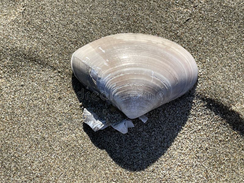 Top View of a Beautiful Shell on the Beach with the Reflection of ...