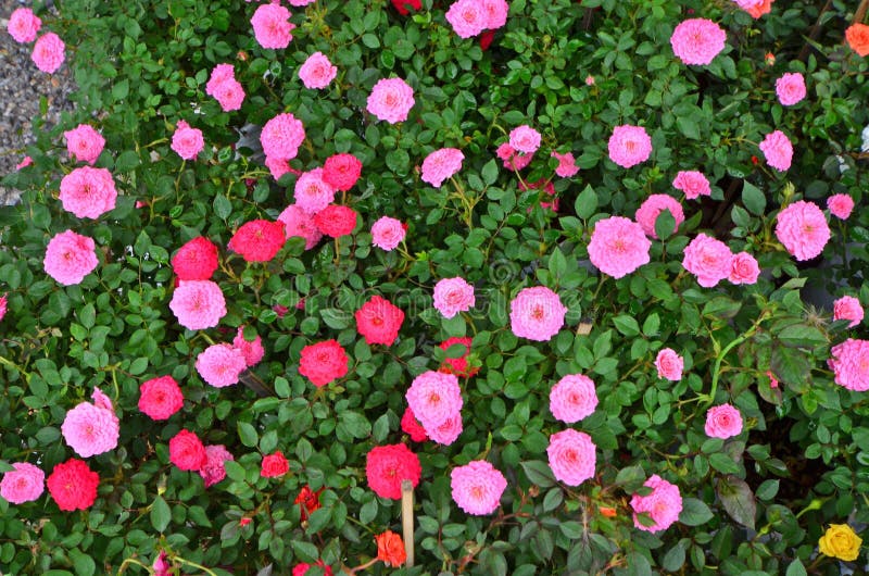 Top View of Beautiful Small Pink and Red Roses Stock Photo - Image of ...