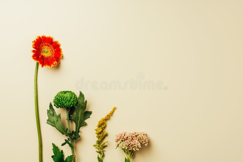 Top View of Beautiful Wildflowers Arranged Stock Image - Image of ...