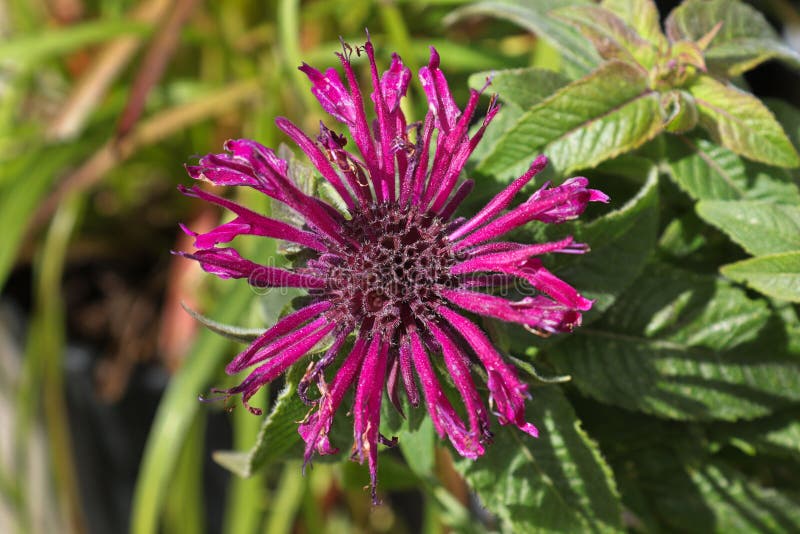 Top View of a Bee Balm Flower in Full Bloom Stock Photo - Image of ...