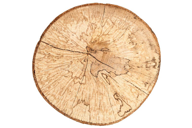 165 Beech Tree Cross Section Photos - Free & Royalty-Free Stock Photos ...