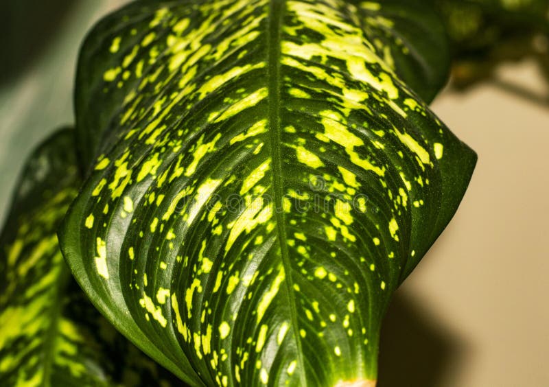 Big leaf of office plant stock image. Image of garden - 170231743