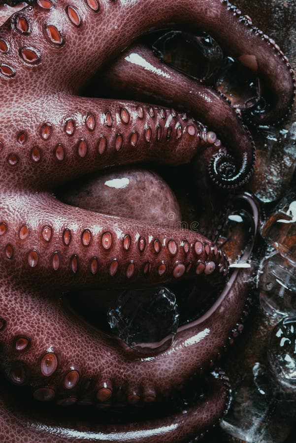 Top View of Big Raw Octopus with Ice Stock Image - Image of dark ...
