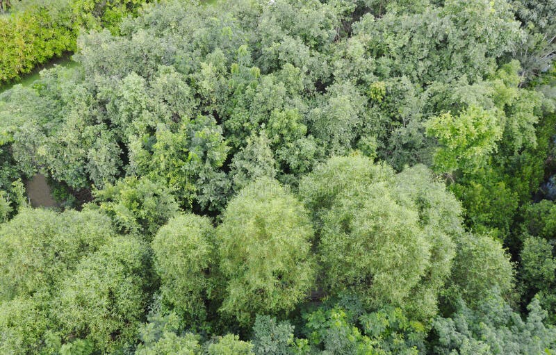 Top View of Big Tree in Forest Stock Image - Image of oxygen, natural ...
