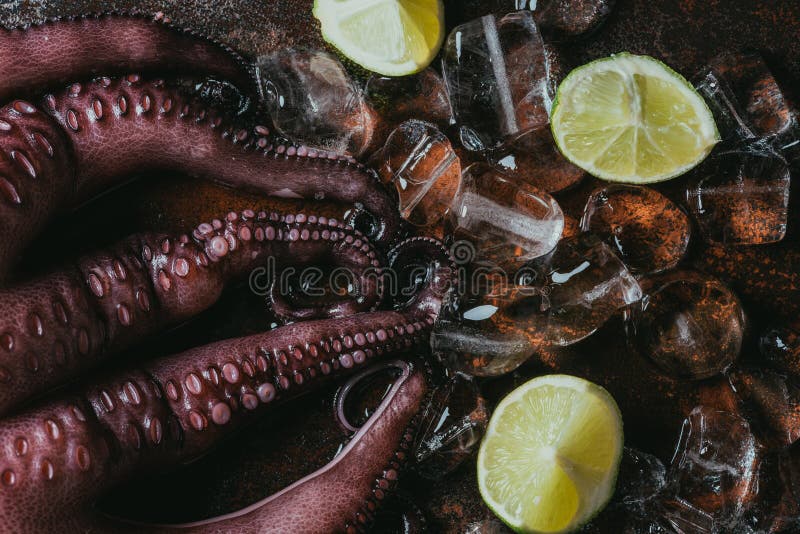 Top View of Big Uncooked Octopus with Ice Cubes Stock Photo - Image of ...