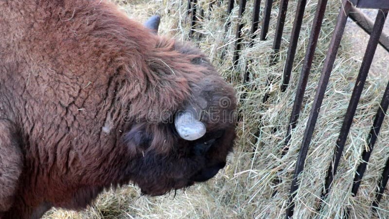 Top View of Bison Eating Hay in the Park. Stock Footage - Video of ...