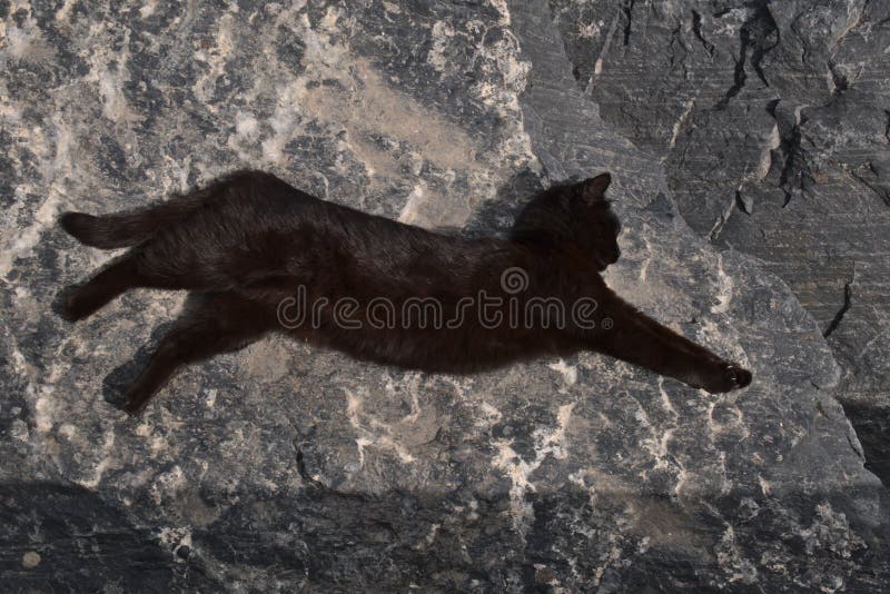 Top View of a Black Cat Sleeping on a Big Rock Stock Image - Image of ...
