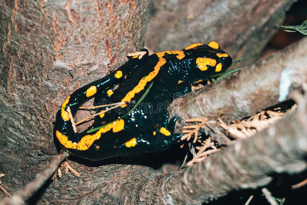Top View of Black and Yellow Fire Salamander Resting on a Tree Stock ...