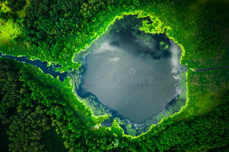 Top View of Blooming Algae on the Lake Stock Photo - Image of swamp ...