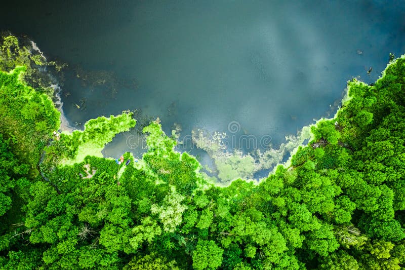 Top View of Blooming Algae on Lake in Spring Stock Illustration ...