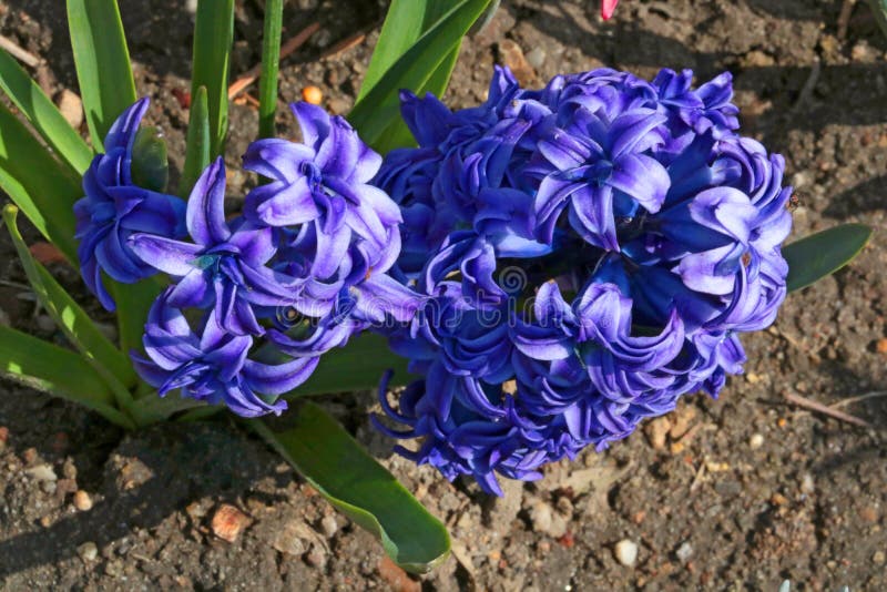 Top View of Blooming Hyacinth in the Park in Spring. Stock Photo ...