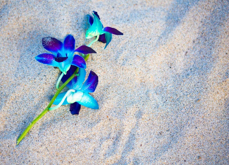 Top View of Blue Flowers on the Sand Stock Image - Image of blossom ...