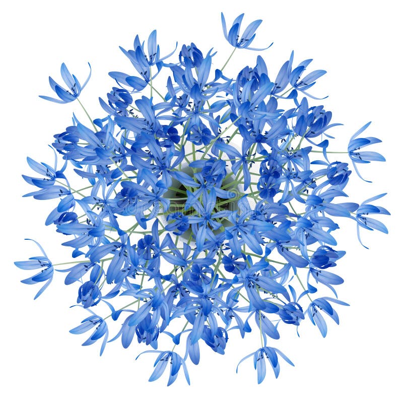 Top View of Blue Flowers in Vase Isolated on White Stock Illustration ...