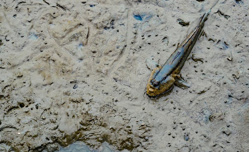 Top View of Blue Spotted Mudskipper Boleophthalmus Boddarti Stock Image ...