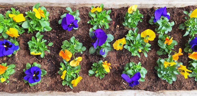 Top View of Blue and Yellow Violet Flowers Planted in a Row. Stock ...