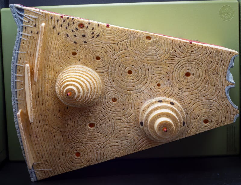 Top View of Bone with Lamellae Pattern Stock Photo - Image of tool ...