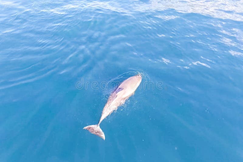 Top View of Bottlenose Dolphins in Sea Water Stock Photo - Image of ...