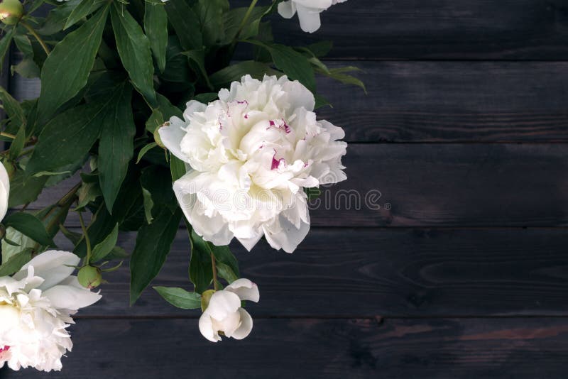 Top View of a Bouquet of White Peonies. Stock Image - Image of ...