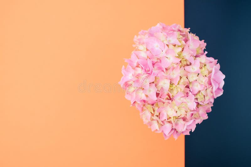 Top View of a Bouquet of Pink Hydrangeas on a Black and Orange Surface ...
