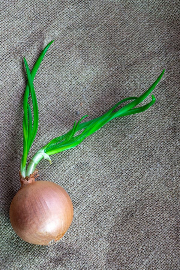 Top View of the Bow that Lies on the Cloth Stock Image - Image of ...