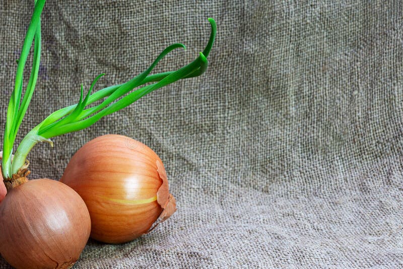 Top View of the Bow that Lies on the Cloth Stock Image - Image of food ...