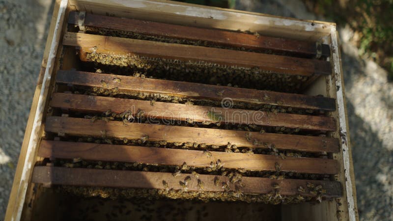 Top View of a Box Full of Bees with Panels Inside Stock Video - Video ...