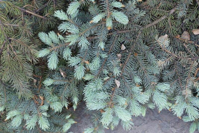 Top View of Branch of Colorado Spruce Stock Photo - Image of flora ...