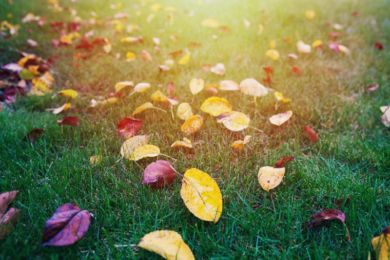 Top View of Bright Fallen Autumn Leaves on Grass Stock Image - Image of ...