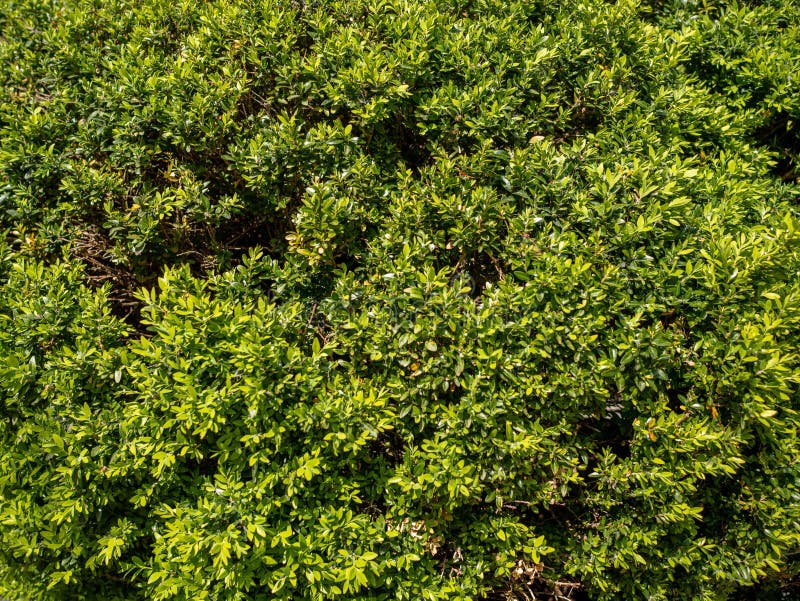 Top View of a Bright Green Bush on a Sunny Day Stock Photo - Image of ...