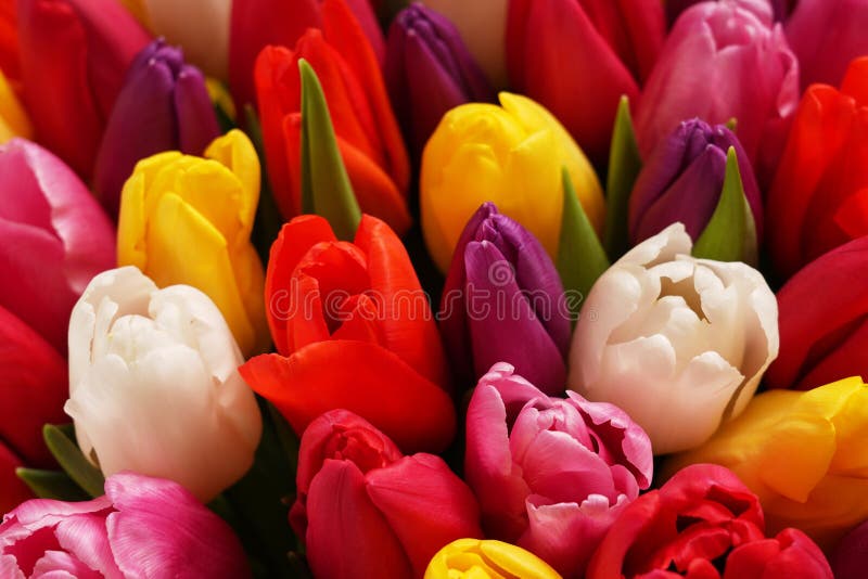 Top View of Bright Multicolored Tulips Stock Image - Image of bouquet ...