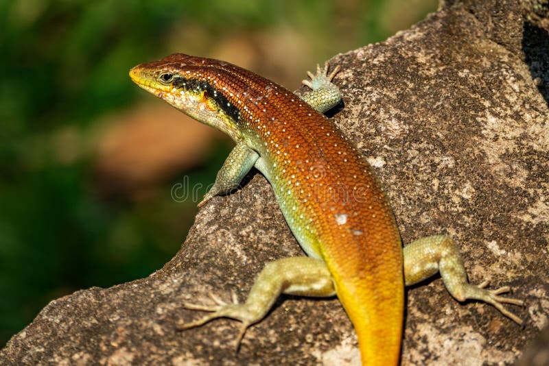 Bright Orange Lizard on Top of the Rock Stock Photo - Image of scale ...