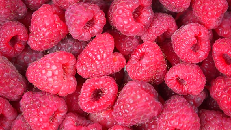 Top View of Bright Pink Raspberries on Whole Background Rotating ...