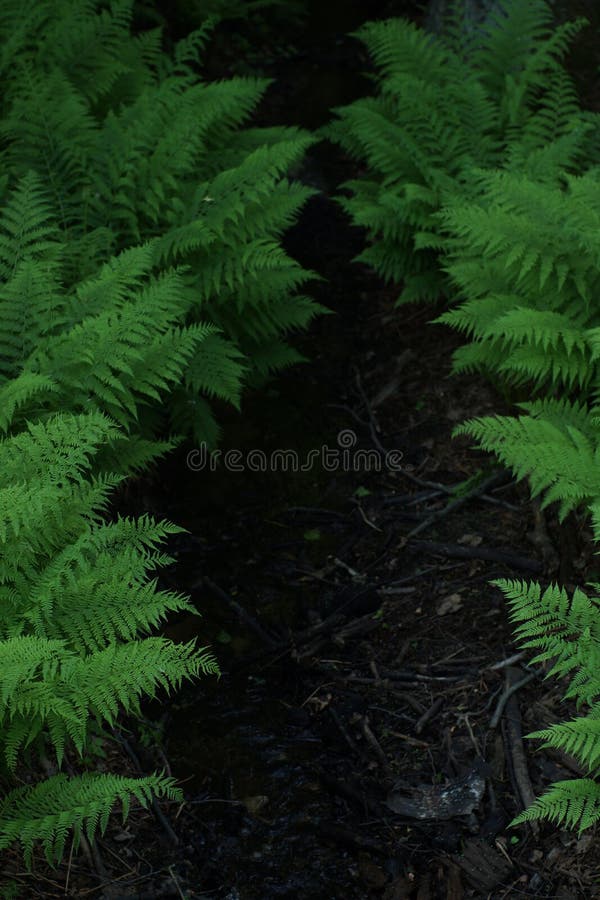 Top View of the Brook between the Bushes of Green Fern Stock Image ...