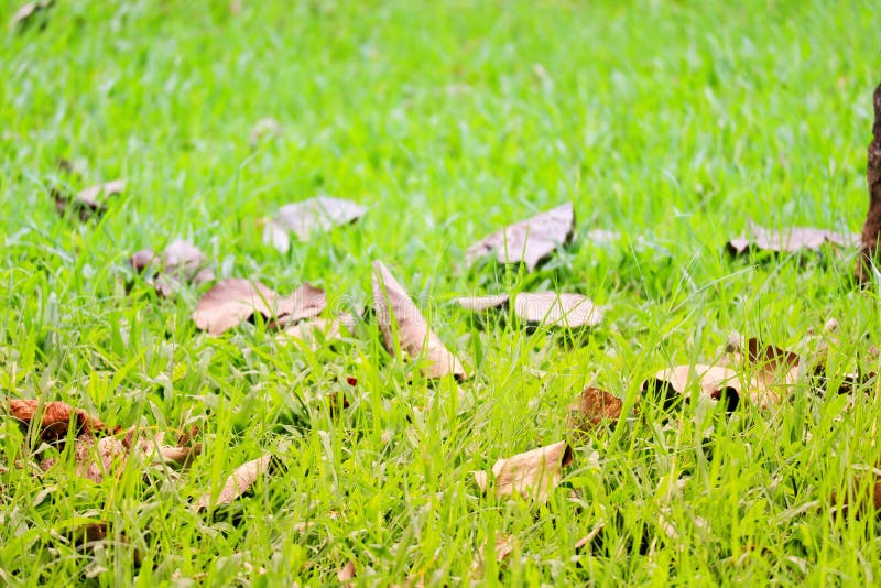 Top View, Brown Leaves, Dry Leaves Falling on the Ground on the Ground ...