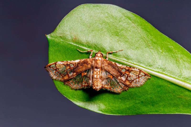 Top View of Brown Moth on Green Leaf Stock Image - Image of butterfly ...