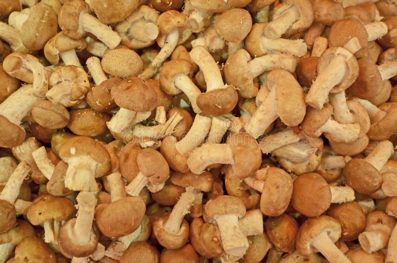 2,559 Closeup Mushroom Top Texture Stock Photos - Free & Royalty-Free ...